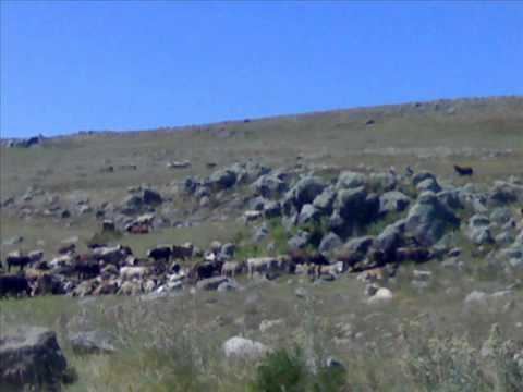 Kardeş tepe köyü avzo