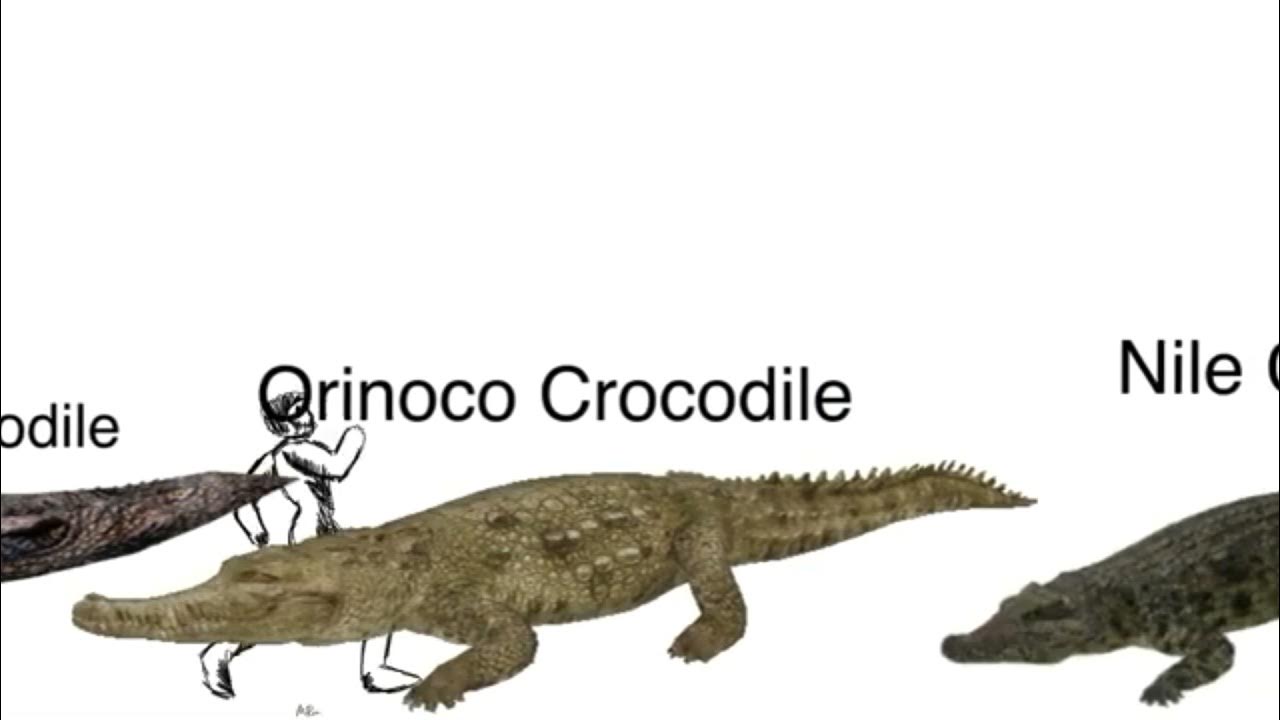 Crocodiles and Alligators Size Comparison - YouTube