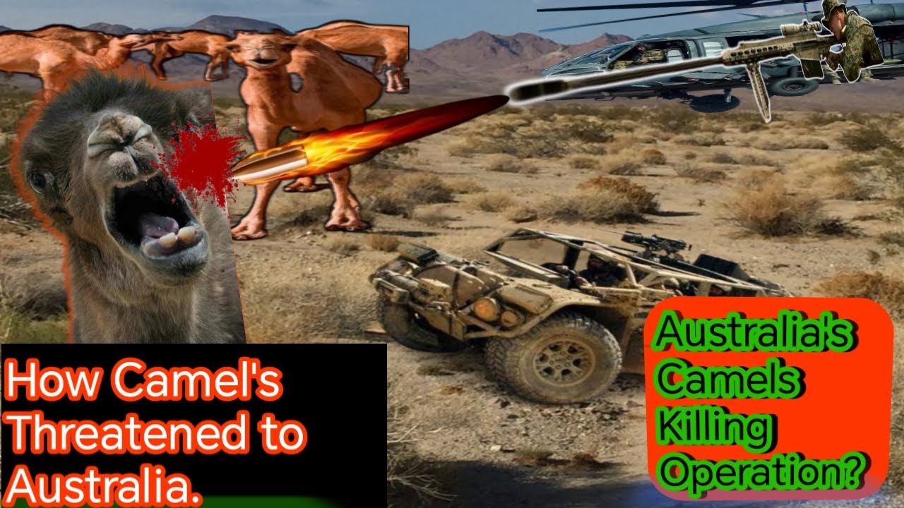 Reasons Behind Australian Military Operations Against Camel's | Why ...