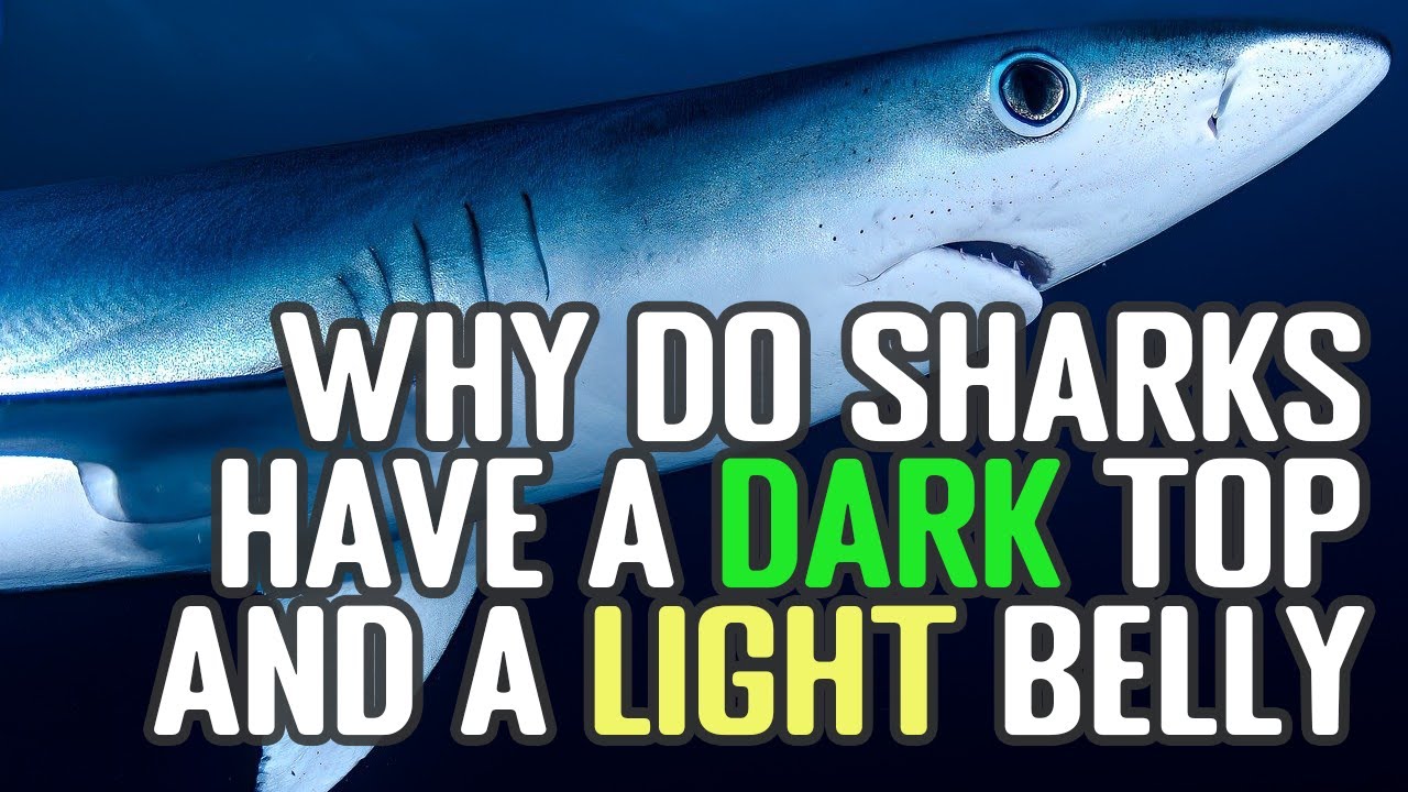 Counter-Shading Explained (Why Are Sharks Dark On Top And Light On The ...