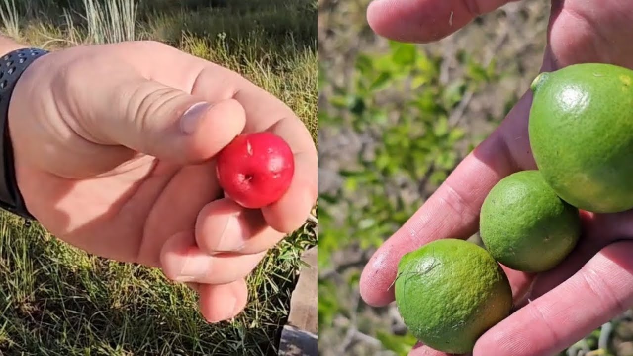 Time to collect BARBADOS CHERRY and LIME ! - YouTube