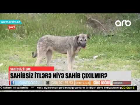 Sahibsiz itler (Heftenin ardinca)