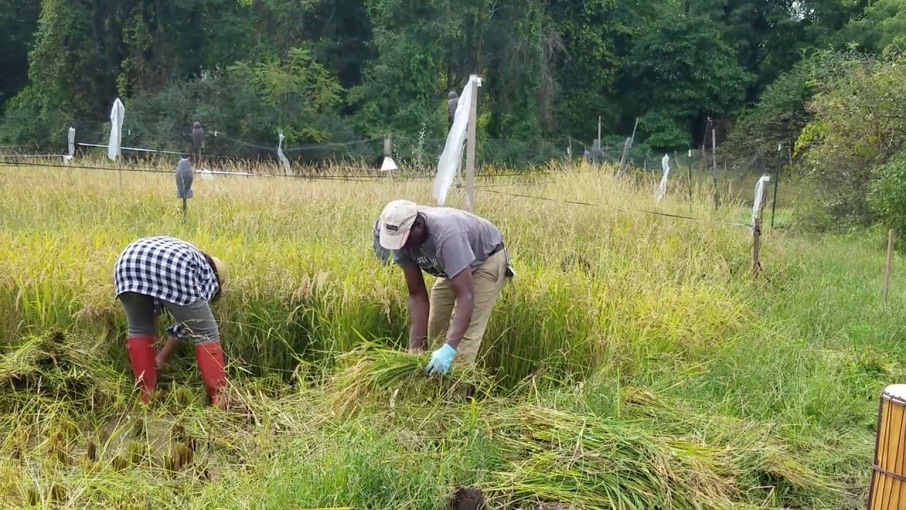 Ever Growing Family Farm Rice Harvest 2018 - YouTube
