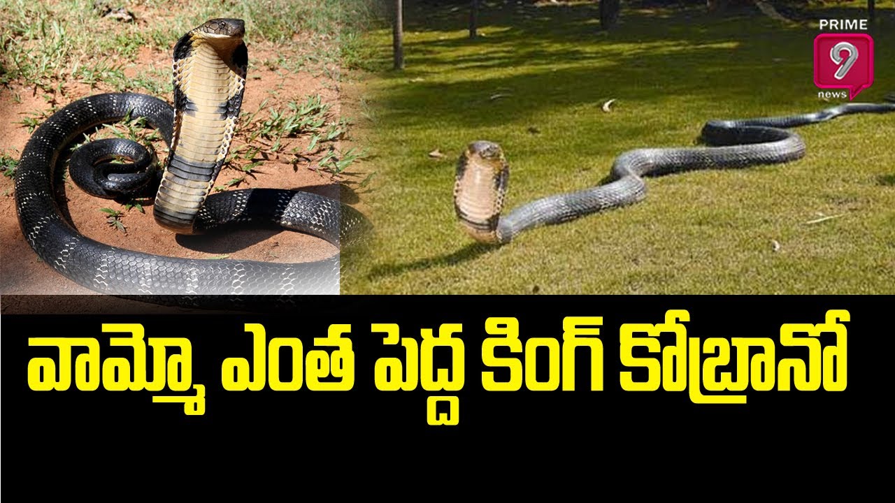 12-Feet Long King Cobra Snake Spotted in Chintaluru, Creates Panic ...