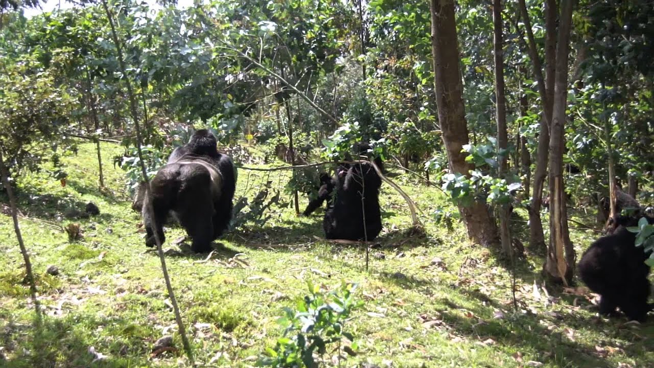 Silverback smashes tree - YouTube