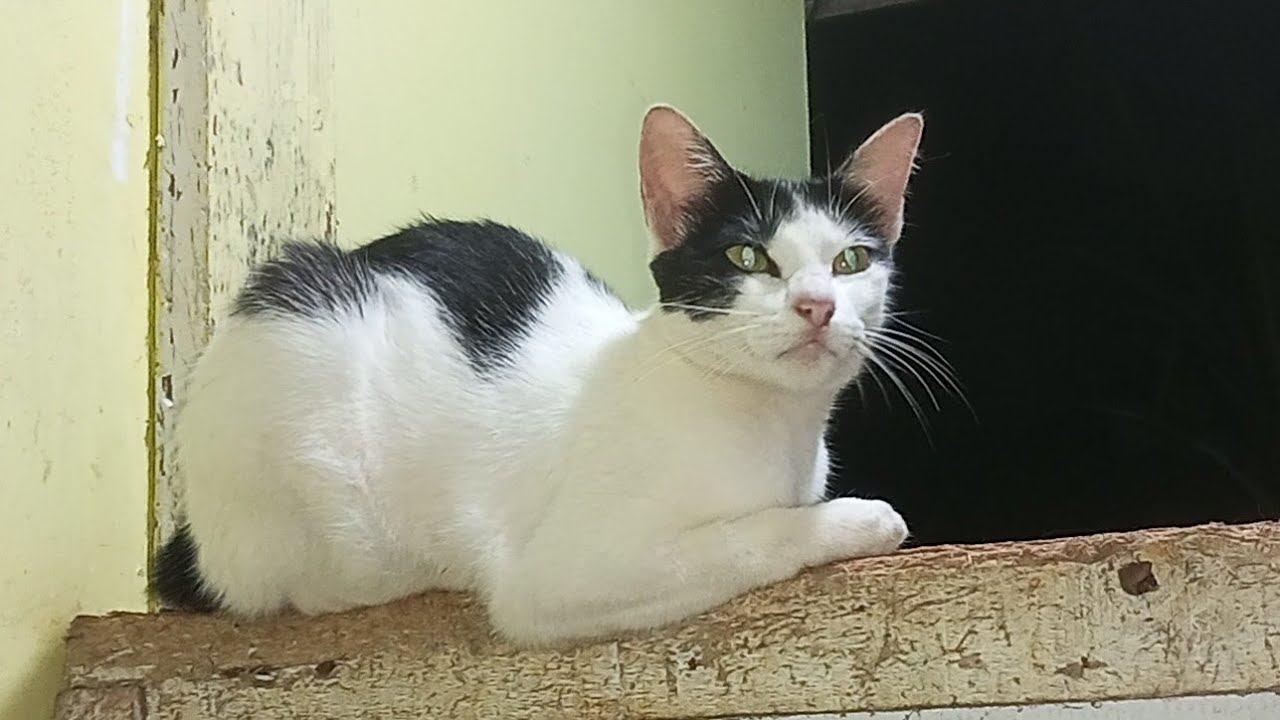 Beautiful and cute stray cat - YouTube