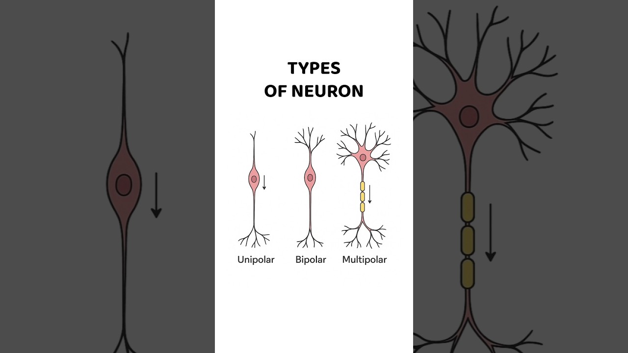 Types of Neurons Explained 🧠 | Unipolar, Bipolar & Multipolar #Biology ...