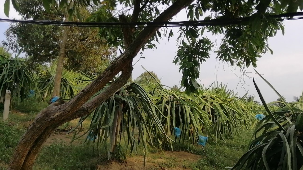 Selandar Farm 2019 #Part2 - YouTube