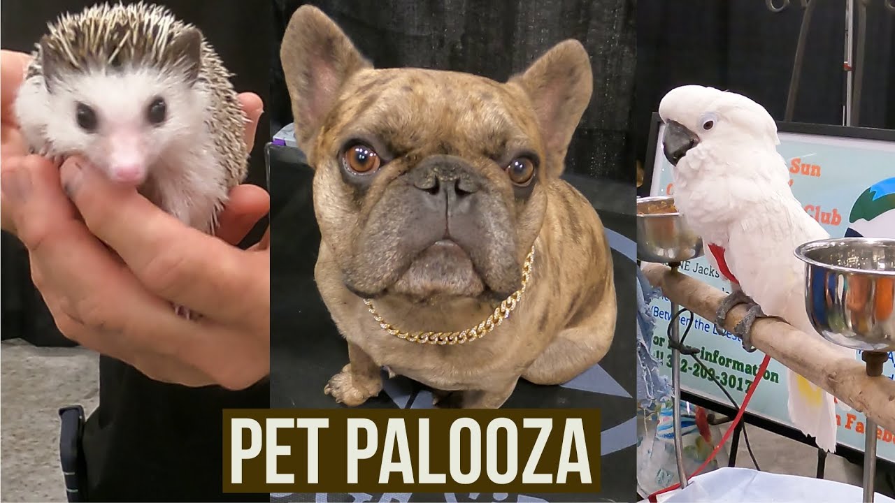The Villages Florida, Pet Palooza Ocala - YouTube