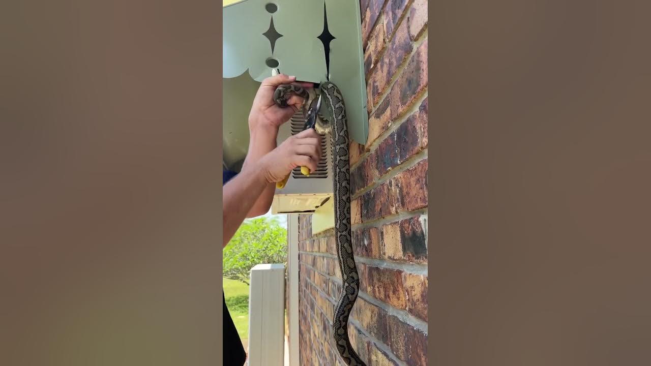 PYTHON RESCUE - YouTube