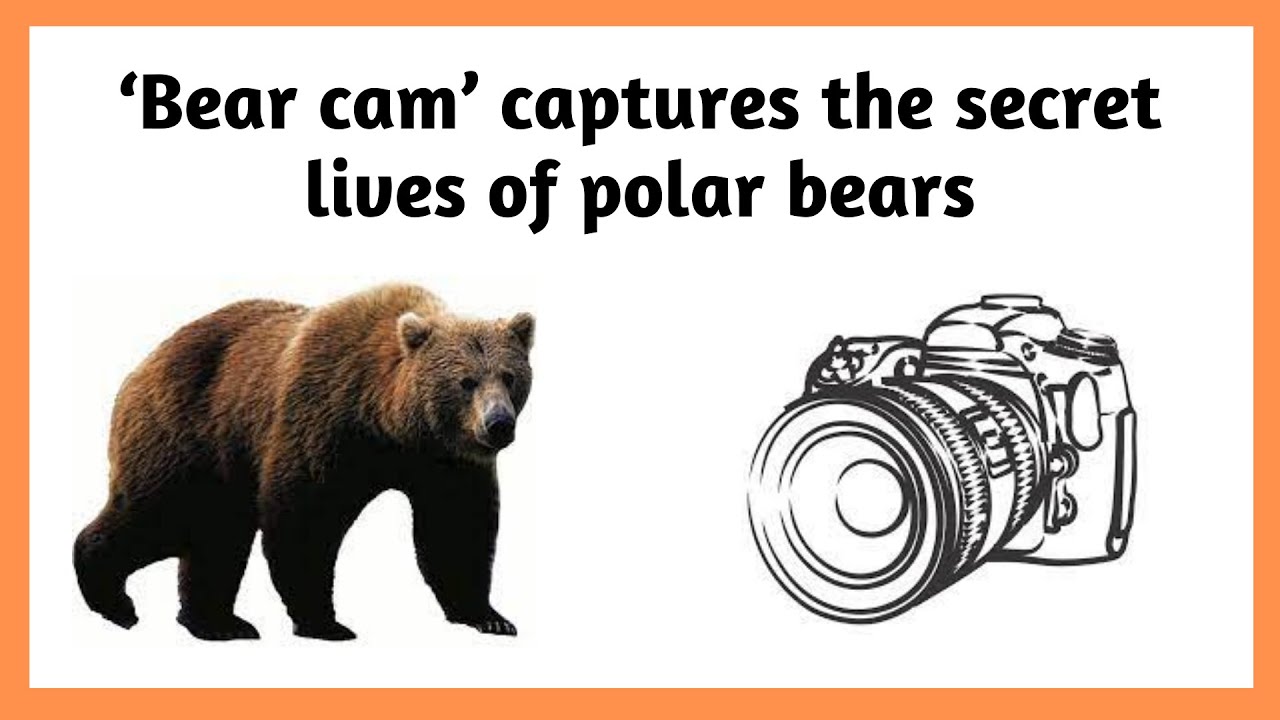 ‘Bear cam’ captures the secret lives of polar bears || Adorable Polar ...