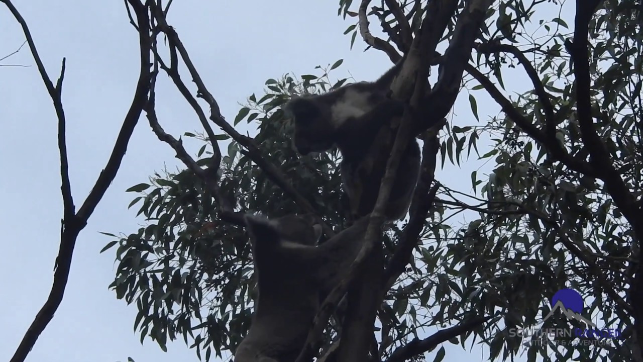 Koalas Go Wild - Fighting Koalas - YouTube