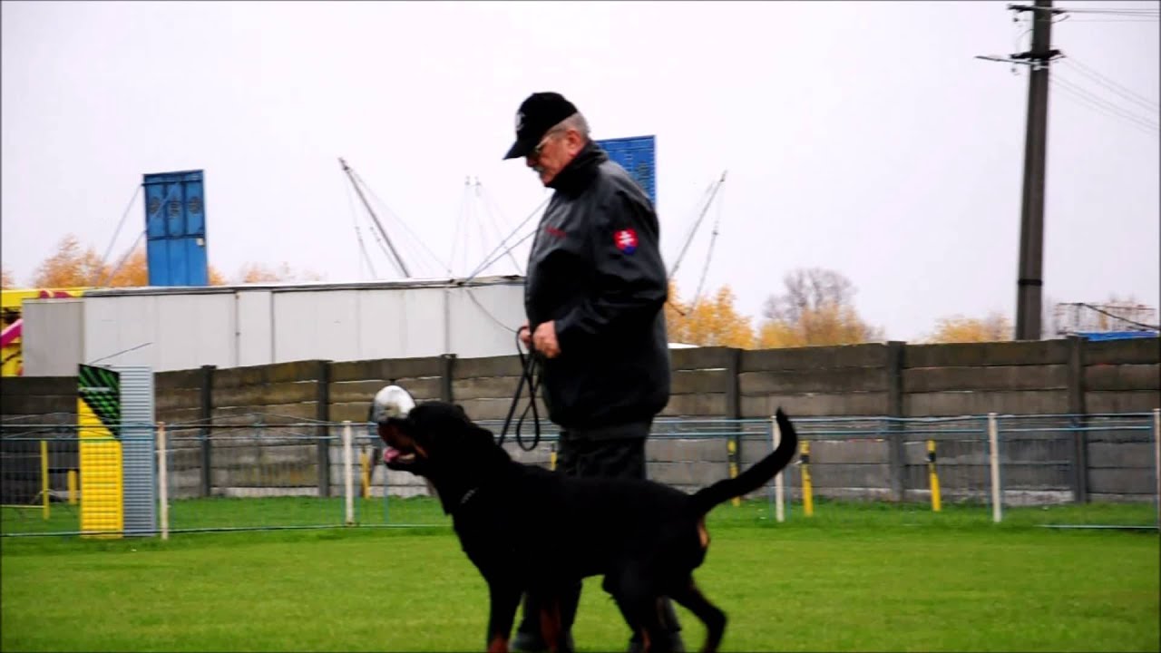 Tréning K9 - Fabio Bria dogs - YouTube