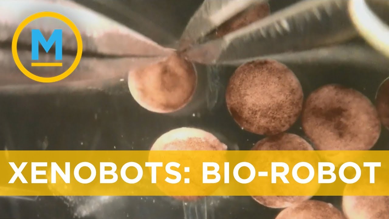 Researchers have used AI to create the world’s first robot-animal ...