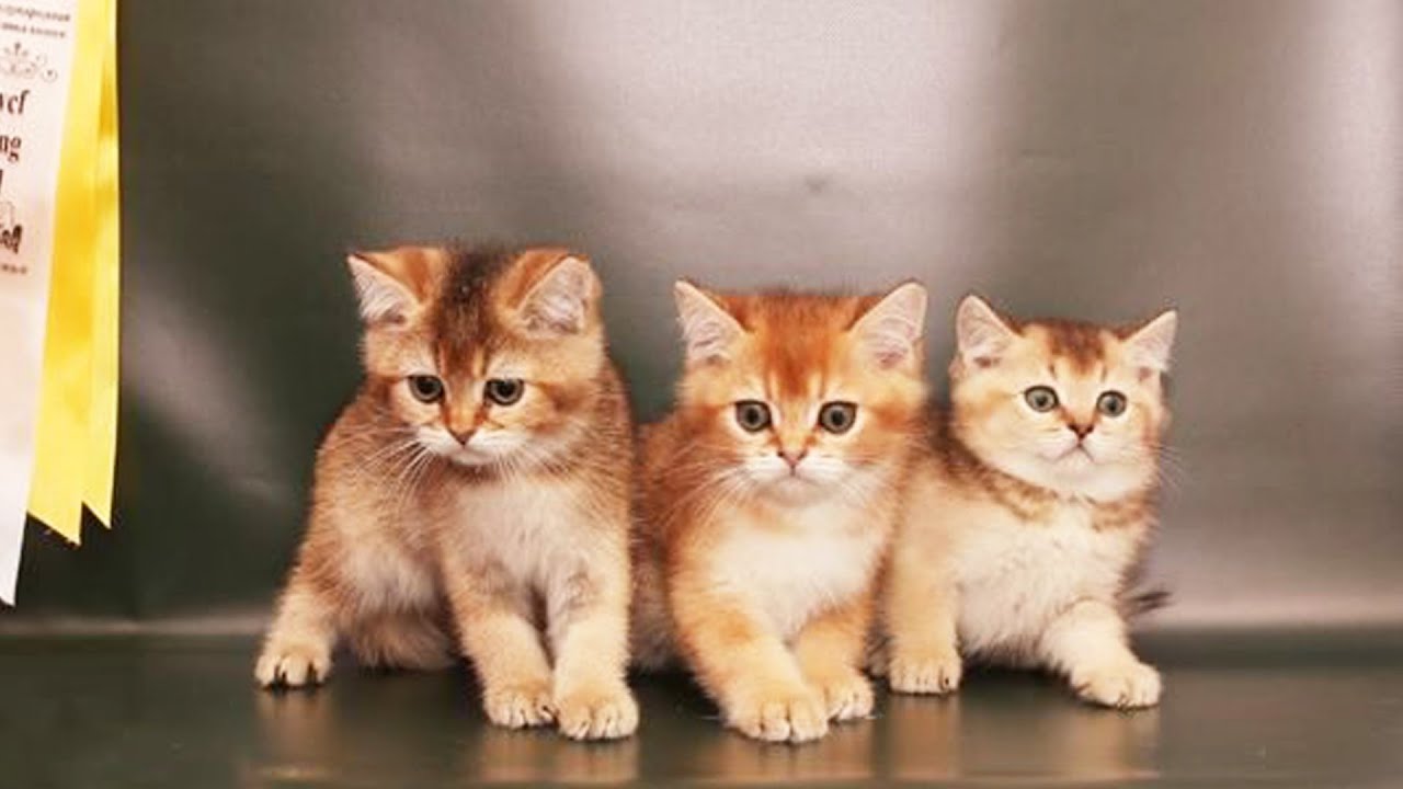 So many cute kittens playing video compilation 2020. Viral video - YouTube