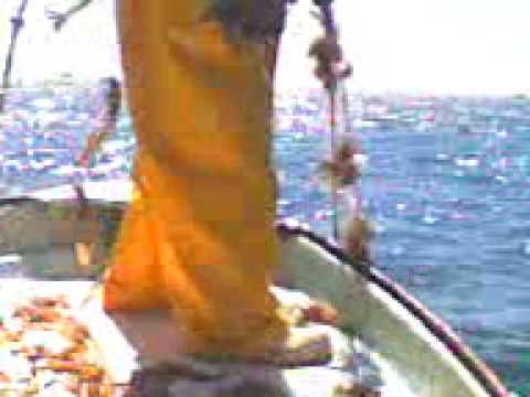 pesca de camaron de azul con chinchorro (el mero guato) - YouTube