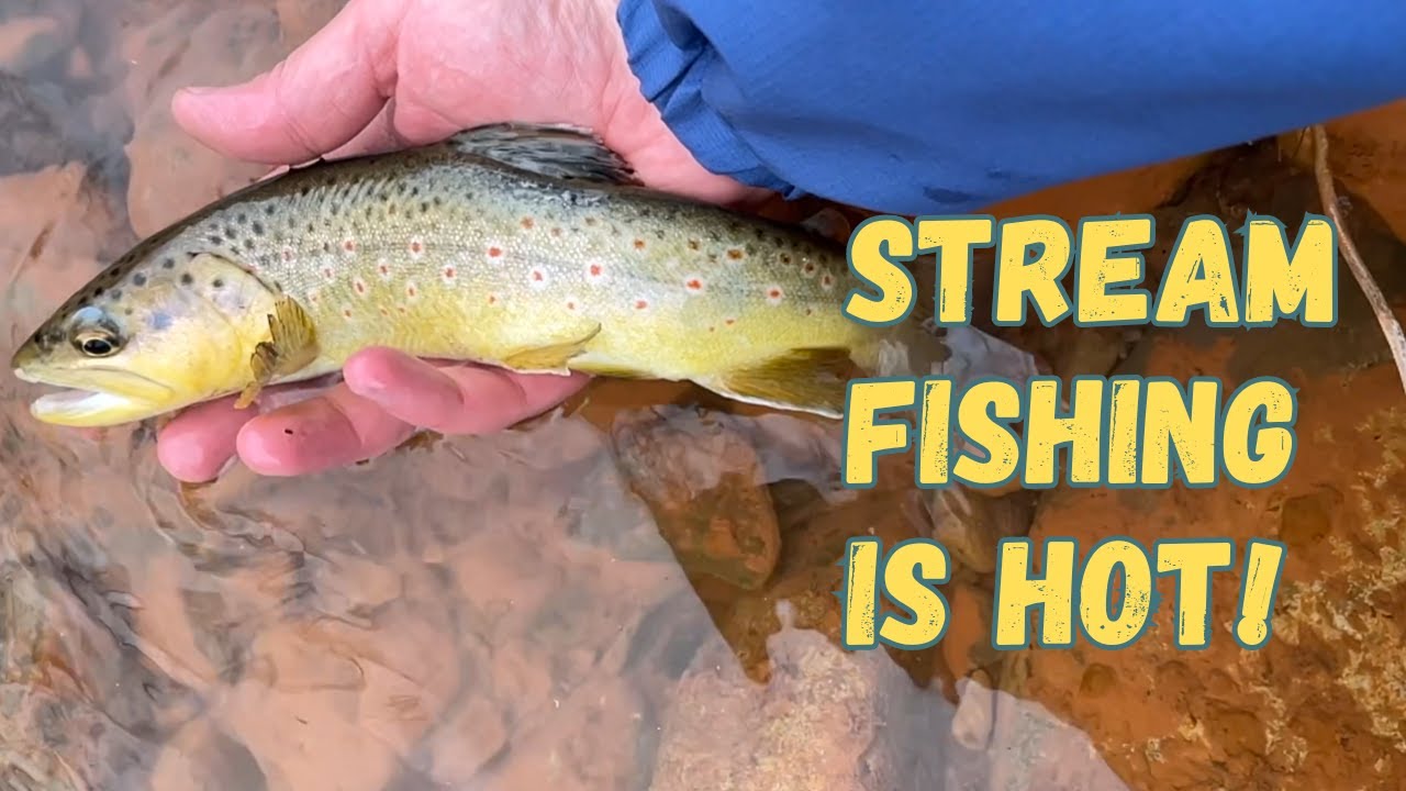 Fishing Utah's Mountain Streams: Brown Trout - YouTube