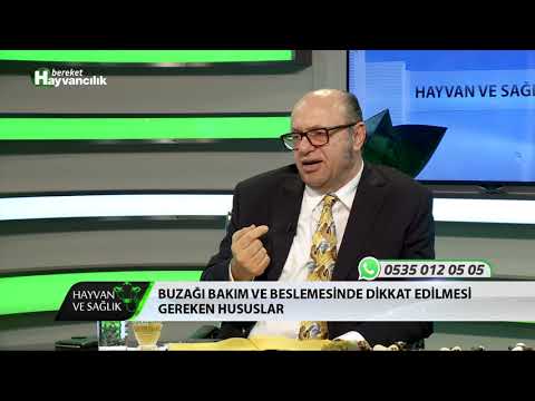 Hayvan Ve Sağlık | Kurt Hapı Ne Zaman Ve Nasıl Verilmelidir?