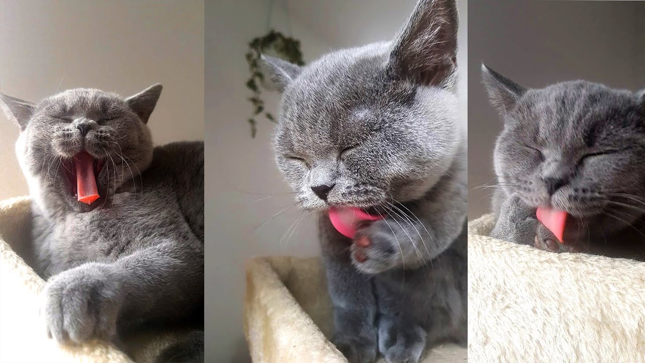 Cat cleaning and grooming itself - YouTube