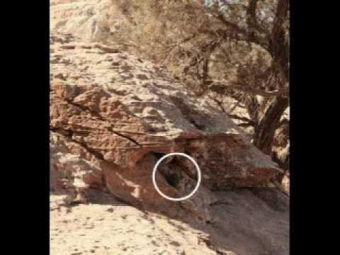 Wheres The Cat? This is the Solution to the Problem !! - YouTube