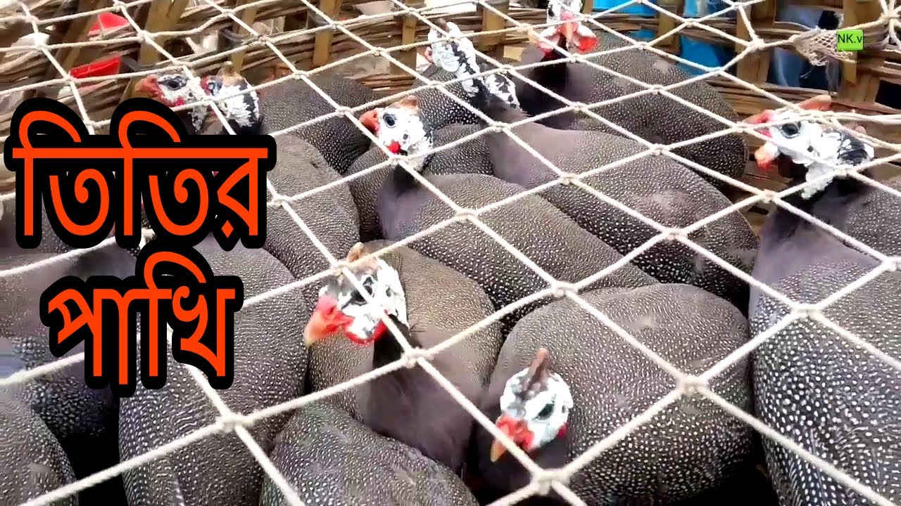 Titir Bird - in Bird Market - YouTube