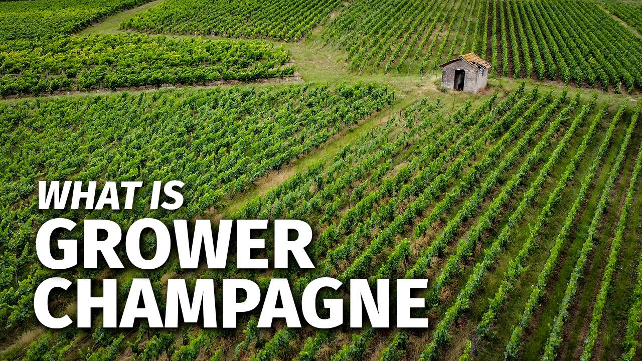 What is GROWER CHAMPAGNE & How It Differs From Large Champagne Houses ...