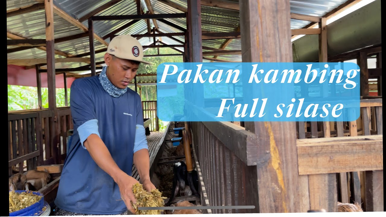 silage for sheep feed in our pen, sheep farmer, goat farmer #goat # ...