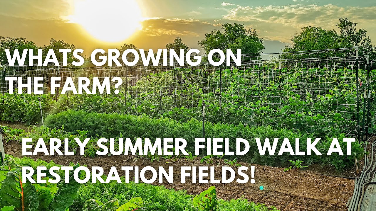 What’s Growing on the Farm | Early Summer Field Walk at Restoration ...