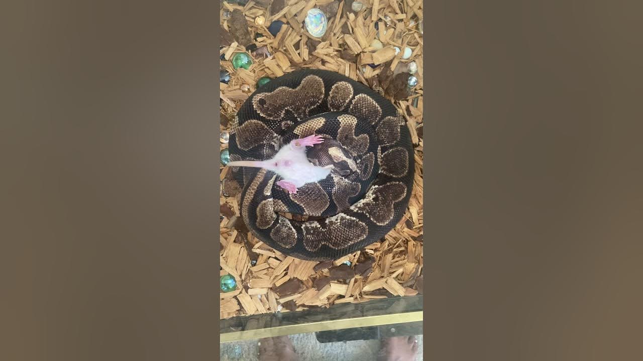 Feeding classic ball python - YouTube