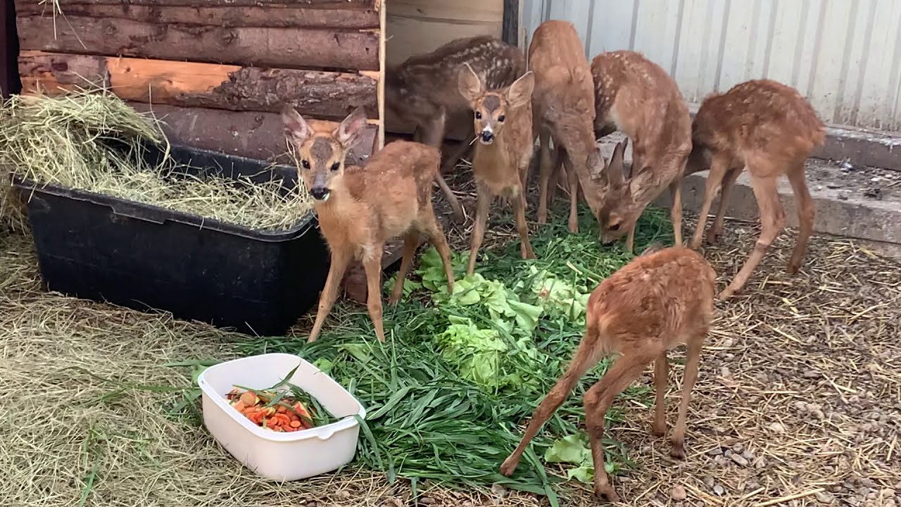 Rescued baby deer at the Wildlife Rehab Center - YouTube