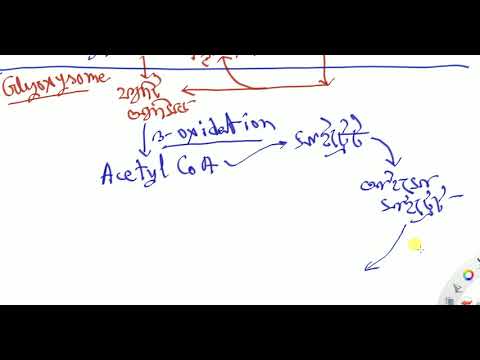 GLYOXYSOME AND GLYOXALATE CYCLE - YouTube