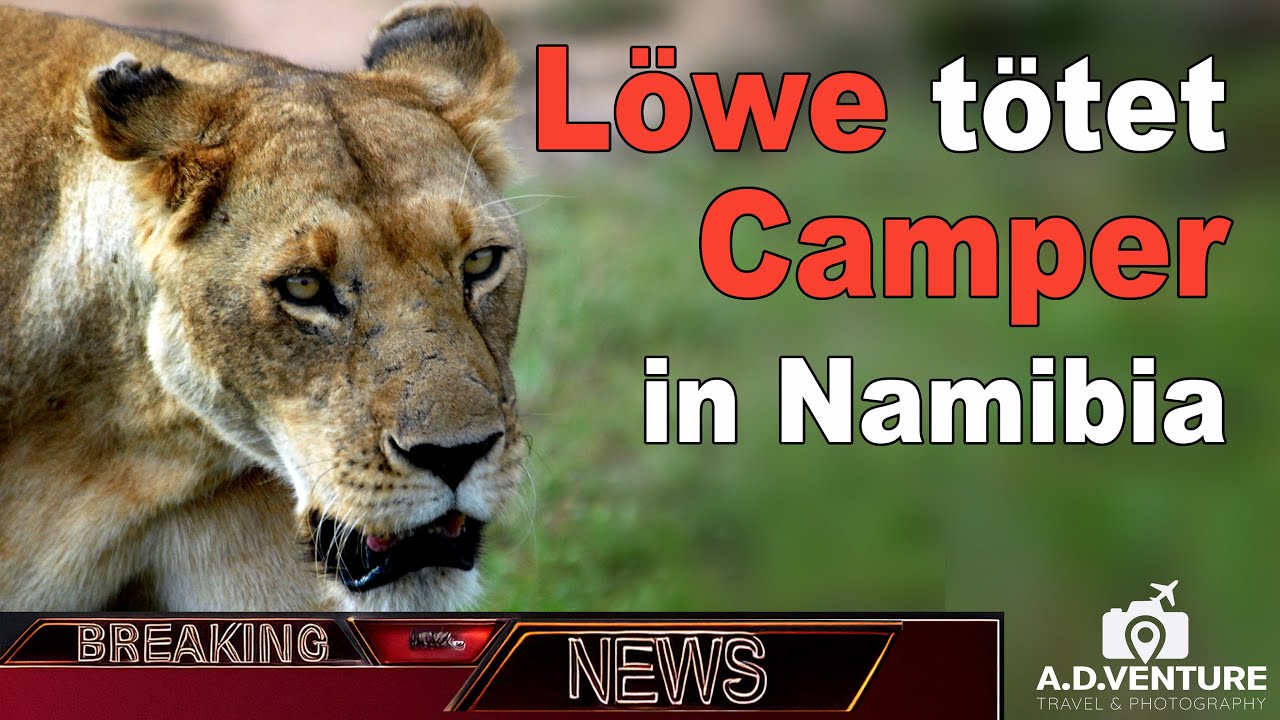 Lion Attack Camper / Löwe tötet Mann in Namibia - Wie sicher fühlen wir ...