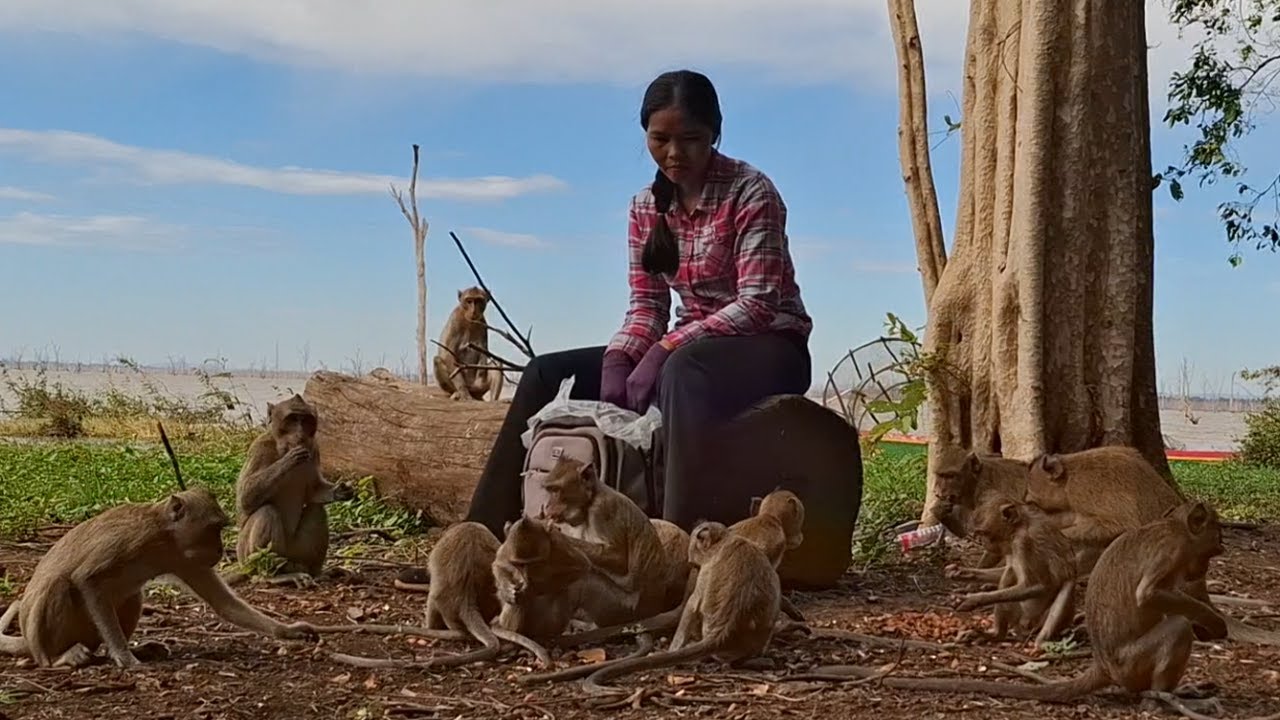 Smart monkeys like to help you. - YouTube