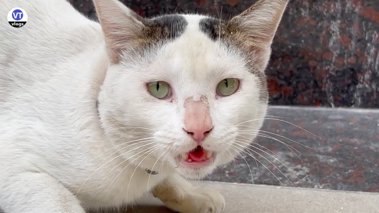 Indian White Cat #cat #catlover #IndianCat #catlovers #catvideos - YouTube