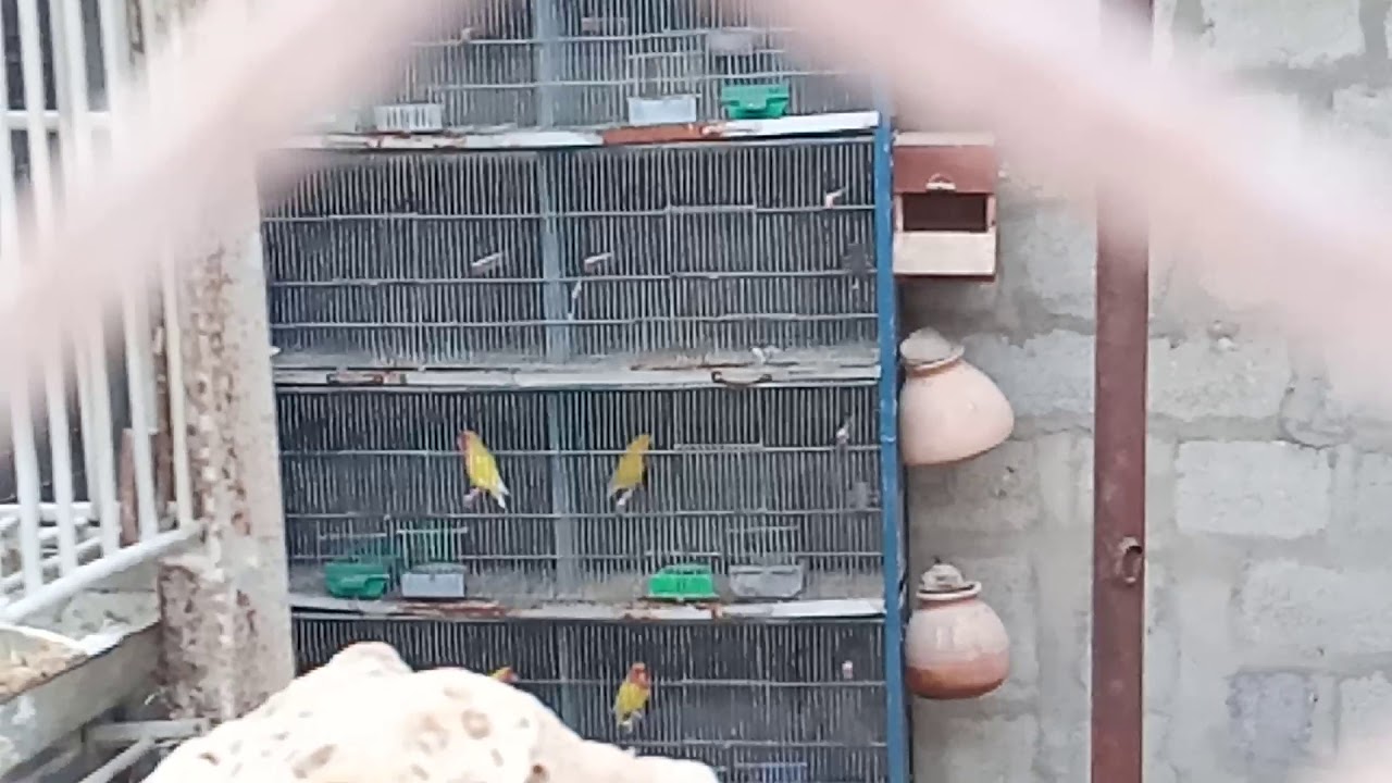 Beautiful birds at home - YouTube