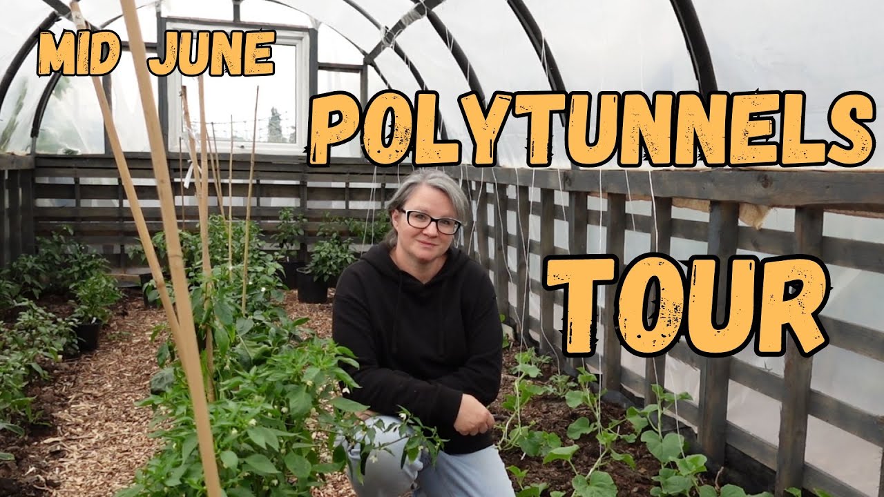 Polytunnels Update Mid June On Our Allotment - YouTube