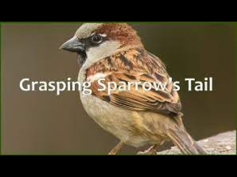 Grasping The Sparrows Tail 1 - YouTube