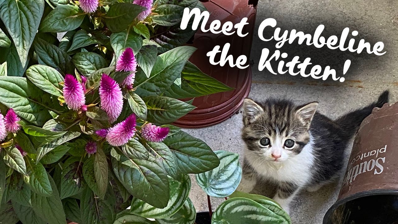 🐈 meet cymbeline the kitten - YouTube