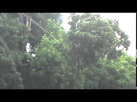 Tree Branch Down on Power Lines- near Cedar Point, IL - YouTube