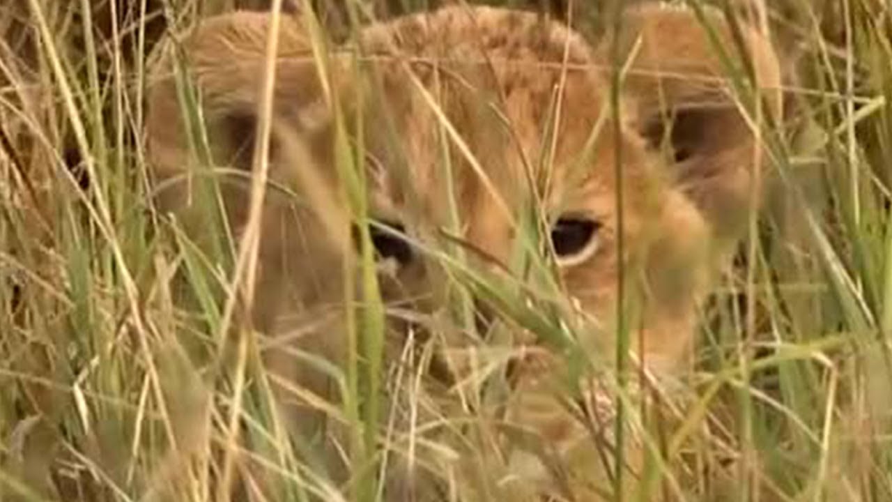 Hide and Seek with the Lion Cubs | Little Big Cat | BBC Earth - YouTube
