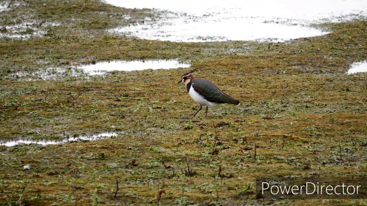 Lapwing tapping feet. Panasonic GX80, 100-300mm. - YouTube
