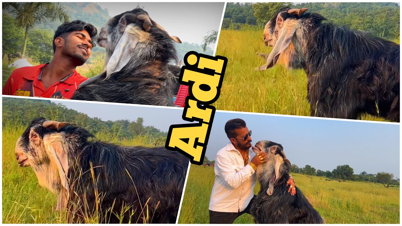 Saudi Arabian Ardi Goat Breed Jaisa Bakra at MD Goat Farm - YouTube