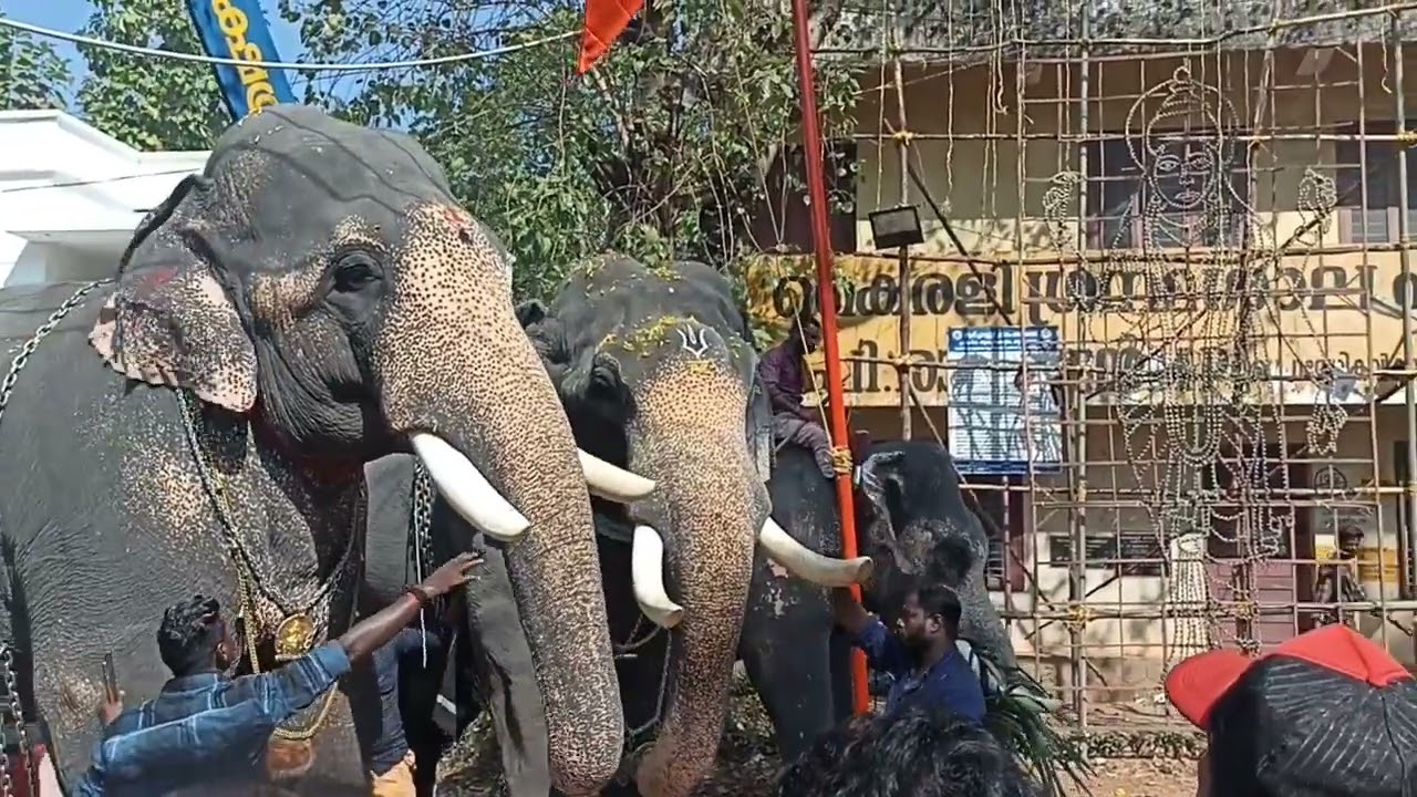 perur sivan|ambadi balanarayanan | elephant in kerala😍 - YouTube