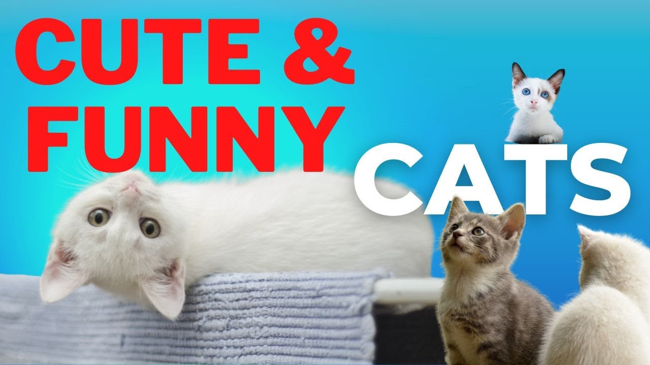 Cute Cats and kittens meowing | Funny Kitten video compilation - YouTube