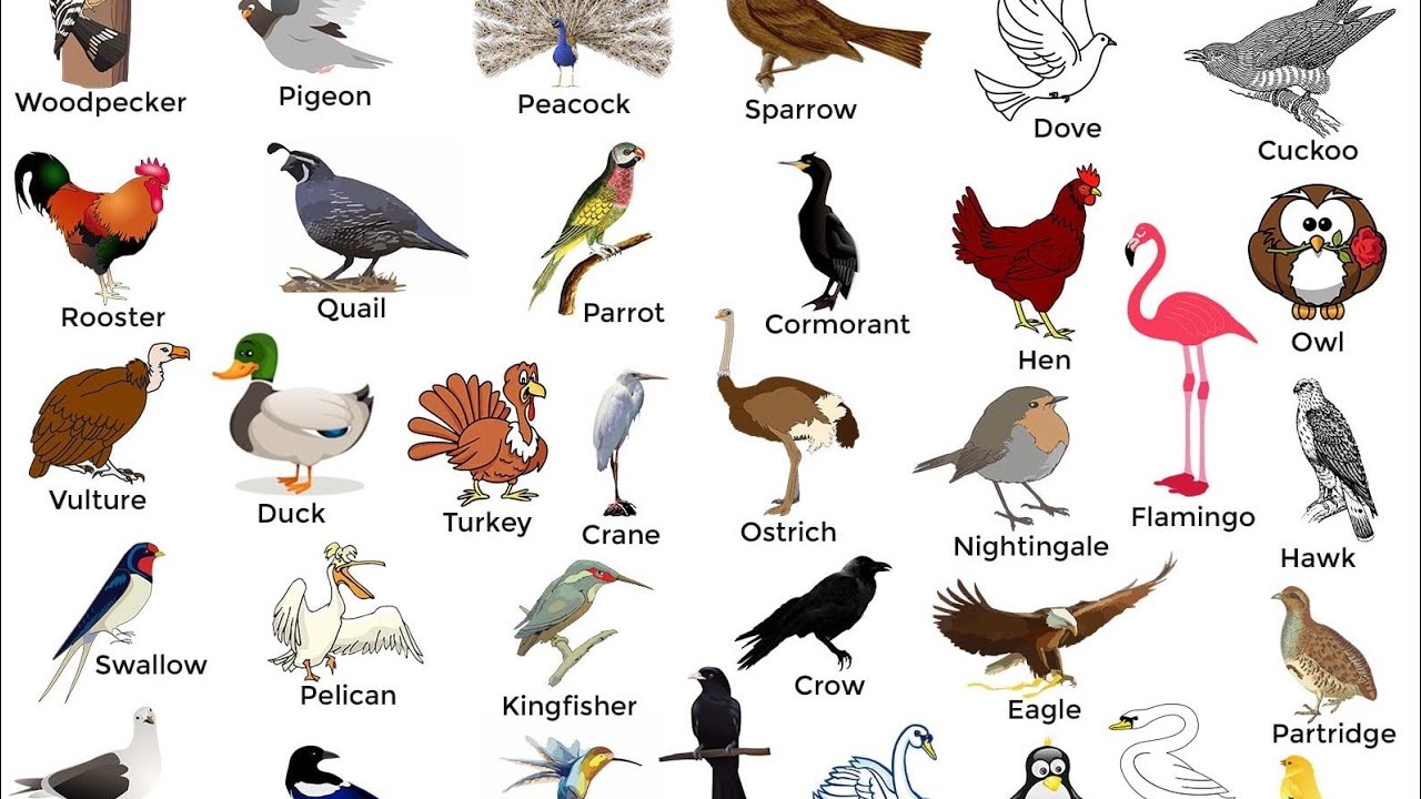 Science_Ch. 4_Birds (Part 1) - YouTube
