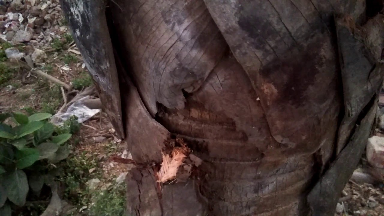 Industrial Fibre from palmyrah palm tree. - YouTube