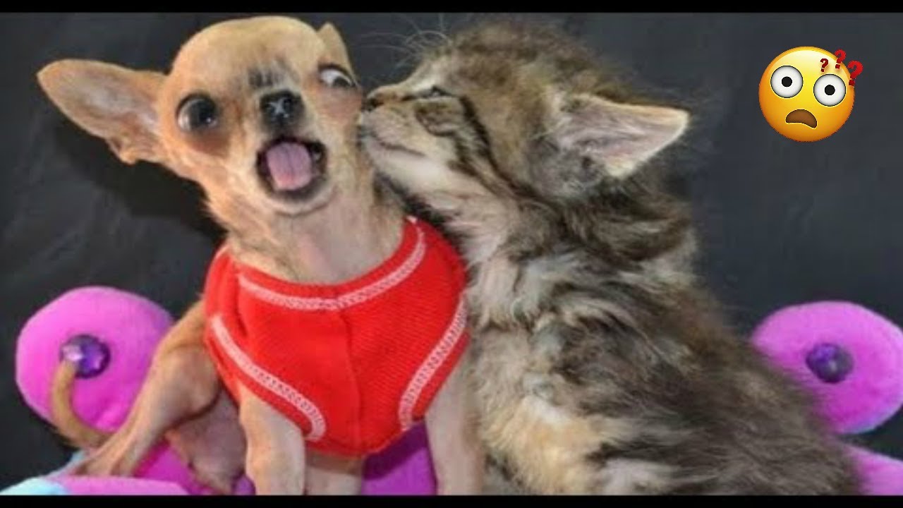 Try Not To Laugh Watching Funny Animal Fails Compilation 2020 | the ...