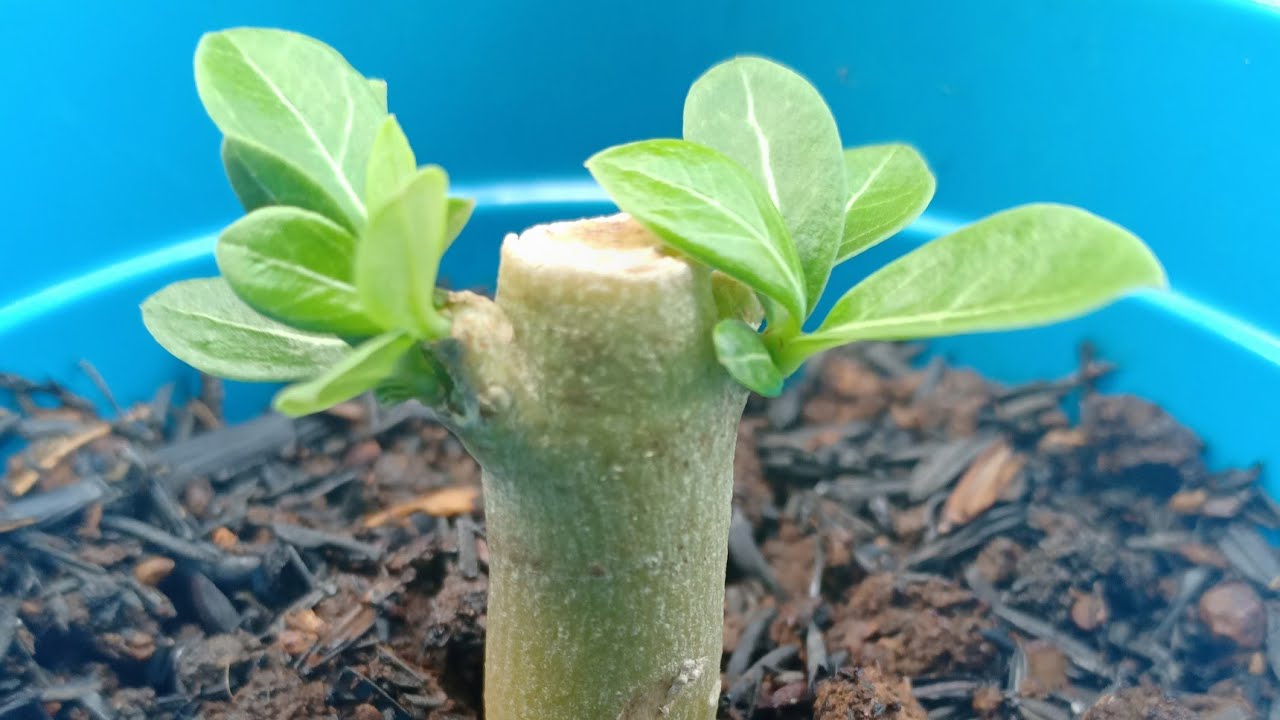 Pruning Adenium seedlings | Pruning Baby Adenium - YouTube