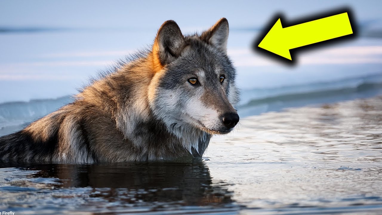 Hunter Discovers Injured Wolf Trapped in Ice – What He Does Next Will ...