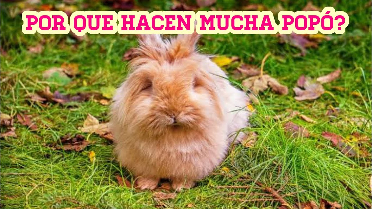 Los conejos hacen mucha popó? - YouTube